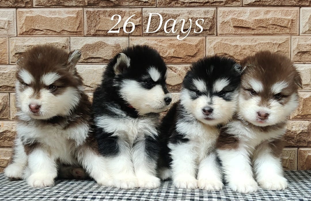Giant Red Malamute Puppies